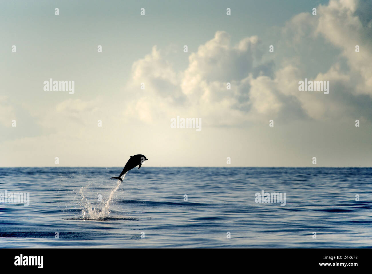 Dolphin jumping out of water Stock Photo - Alamy
