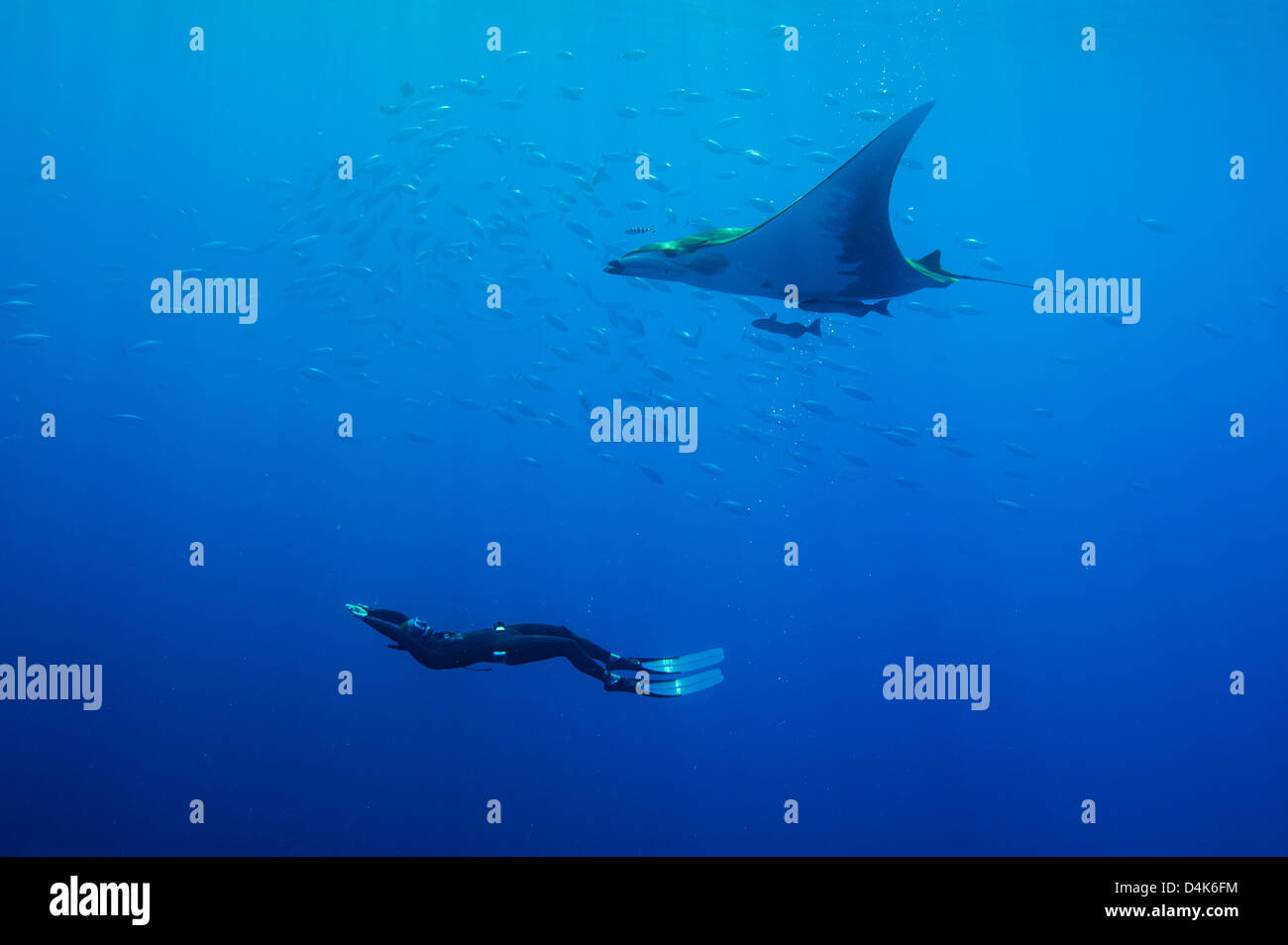Diver swimming with ray and fish Stock Photo - Alamy