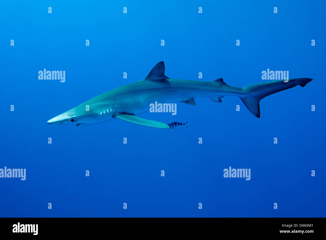 Portuguese shark hi-res stock photography and images - Alamy
