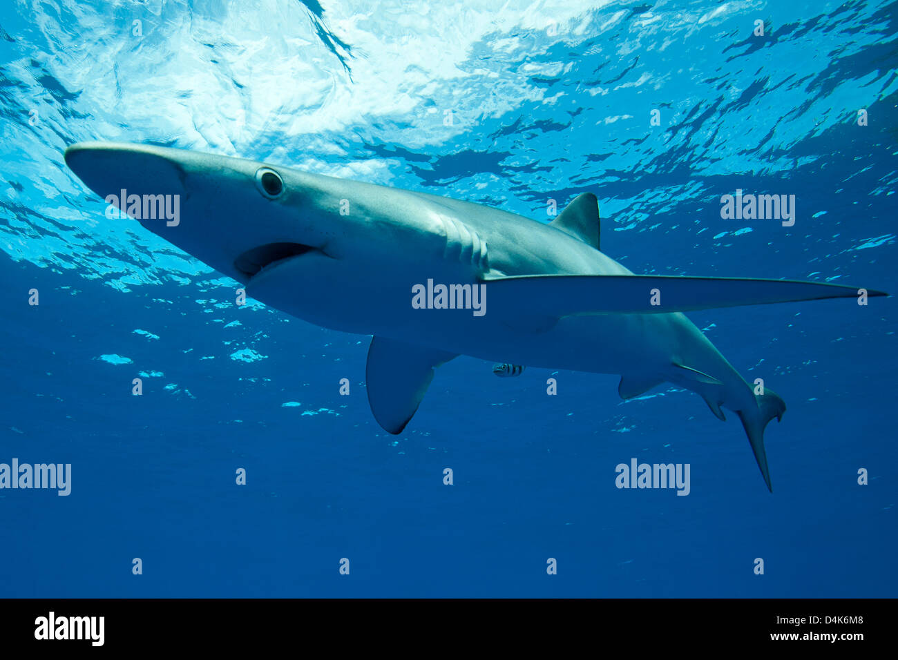 Blue shark hi-res stock photography and images - Alamy