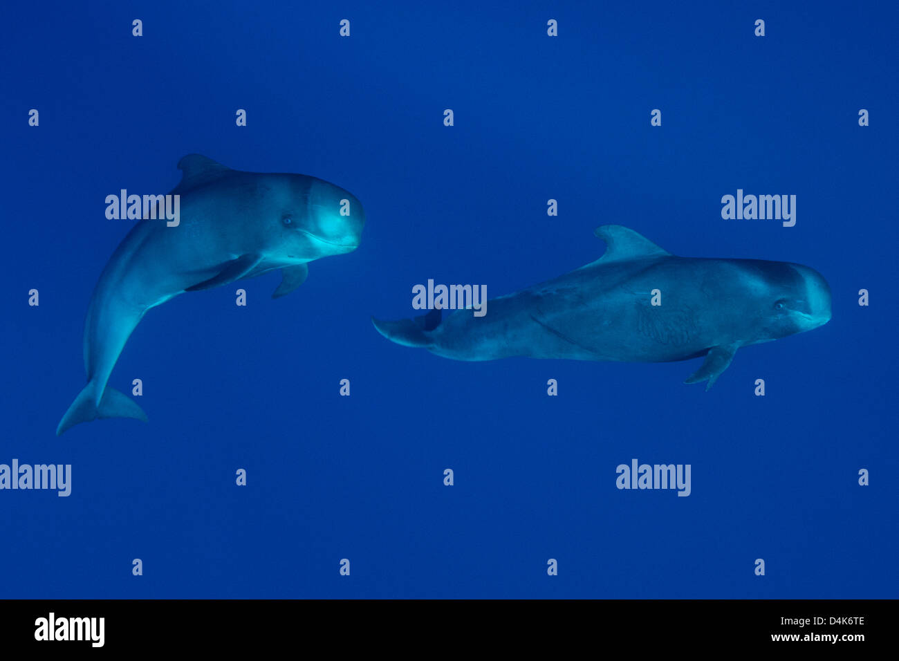 Sperm whale swimming underwater hi-res stock photography and images - Alamy