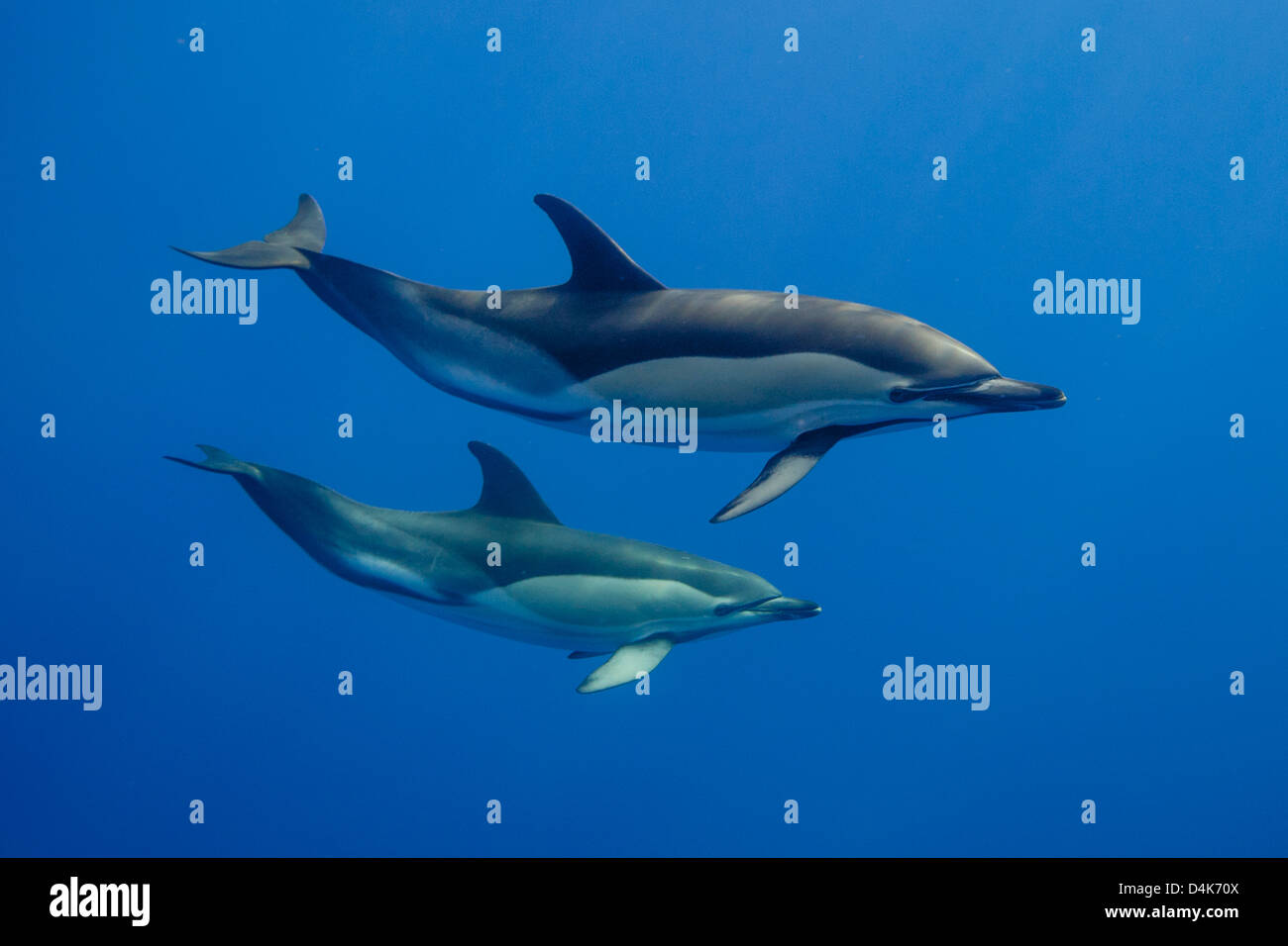 Dolphin Pod Under Water