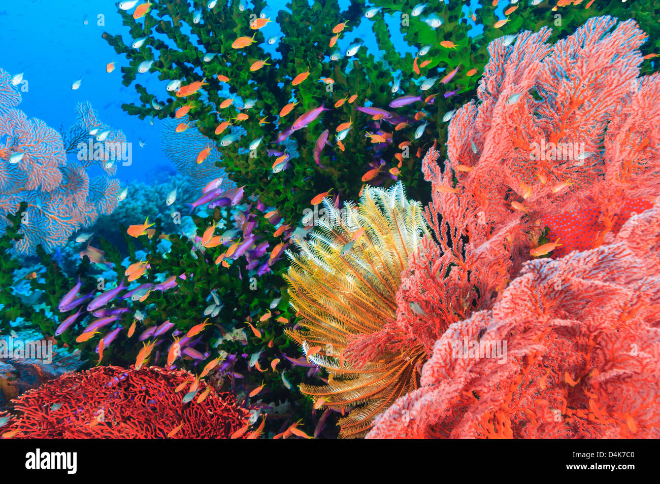 Colorful fish swimming in coral reef Stock Photo - Alamy