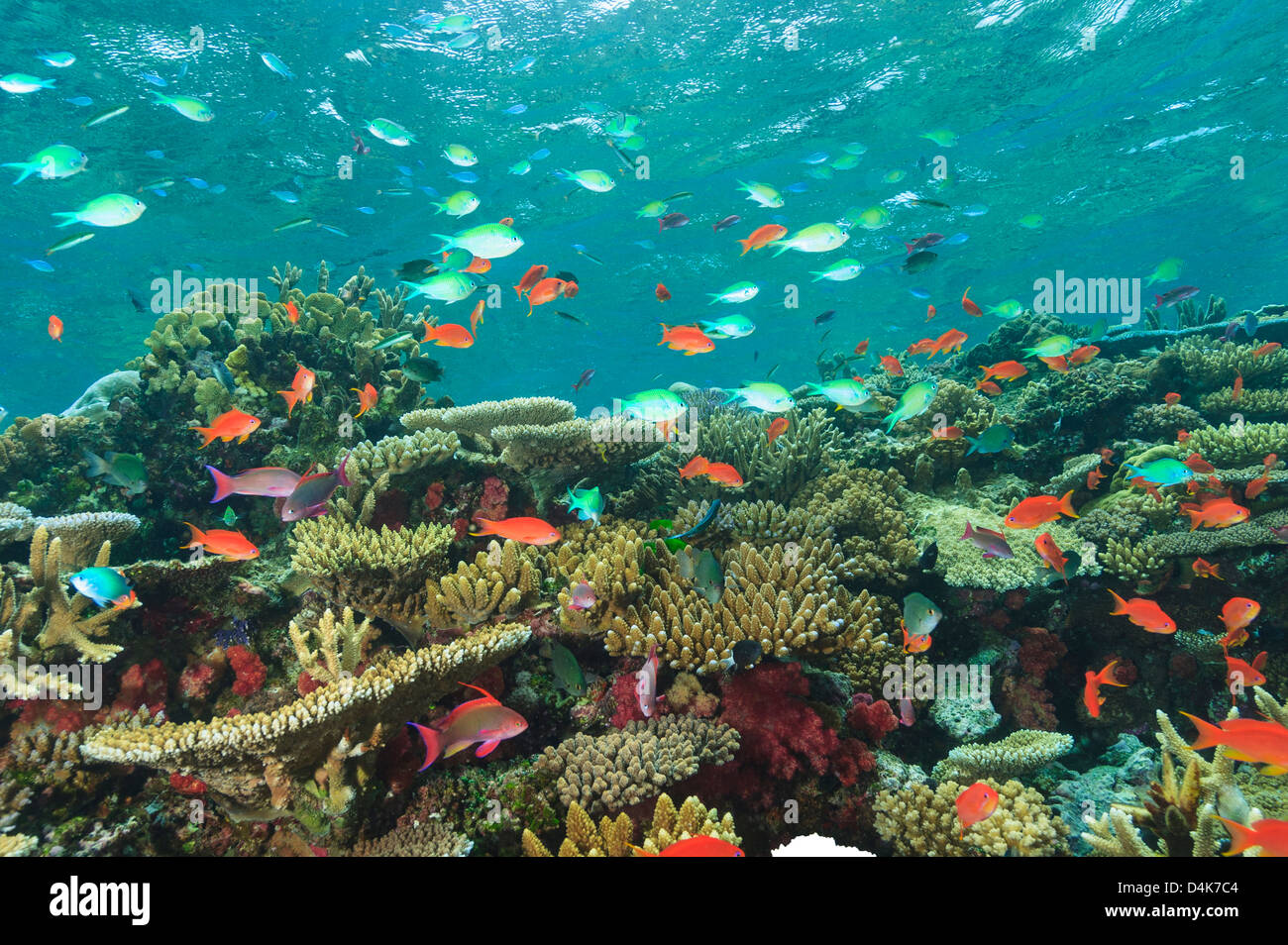Cold water reef hi-res stock photography and images - Alamy