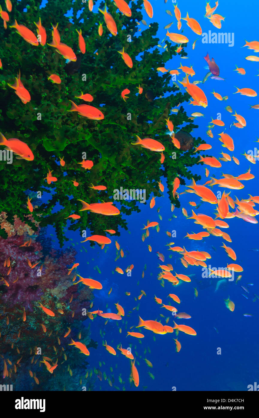Colorful fish swimming in coral reef Stock Photo - Alamy