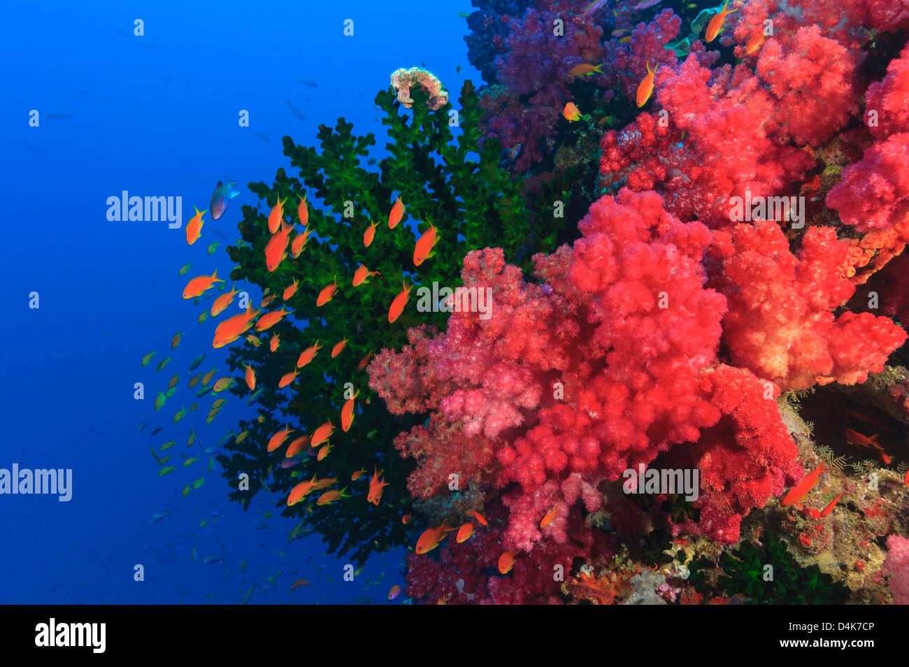 Colorful fish swimming in coral reef Stock Photo - Alamy