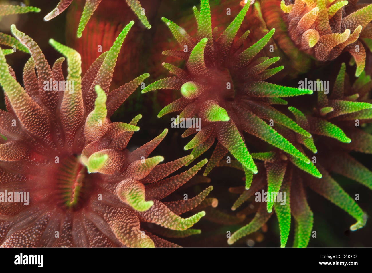 Colorful cup corals in coral reef Stock Photo - Alamy