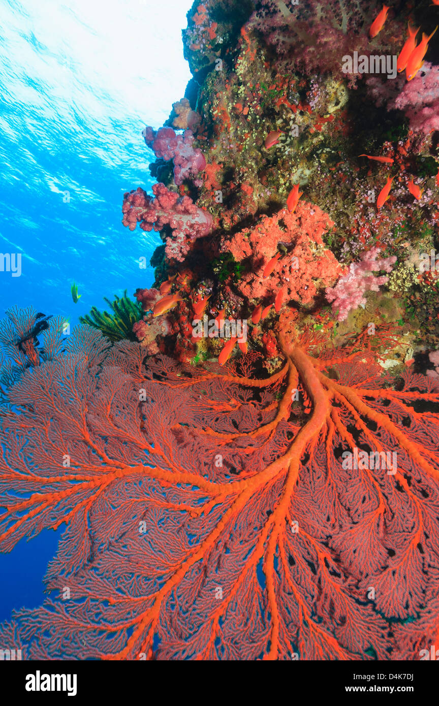 Sea fan growing on coral reef Stock Photo - Alamy