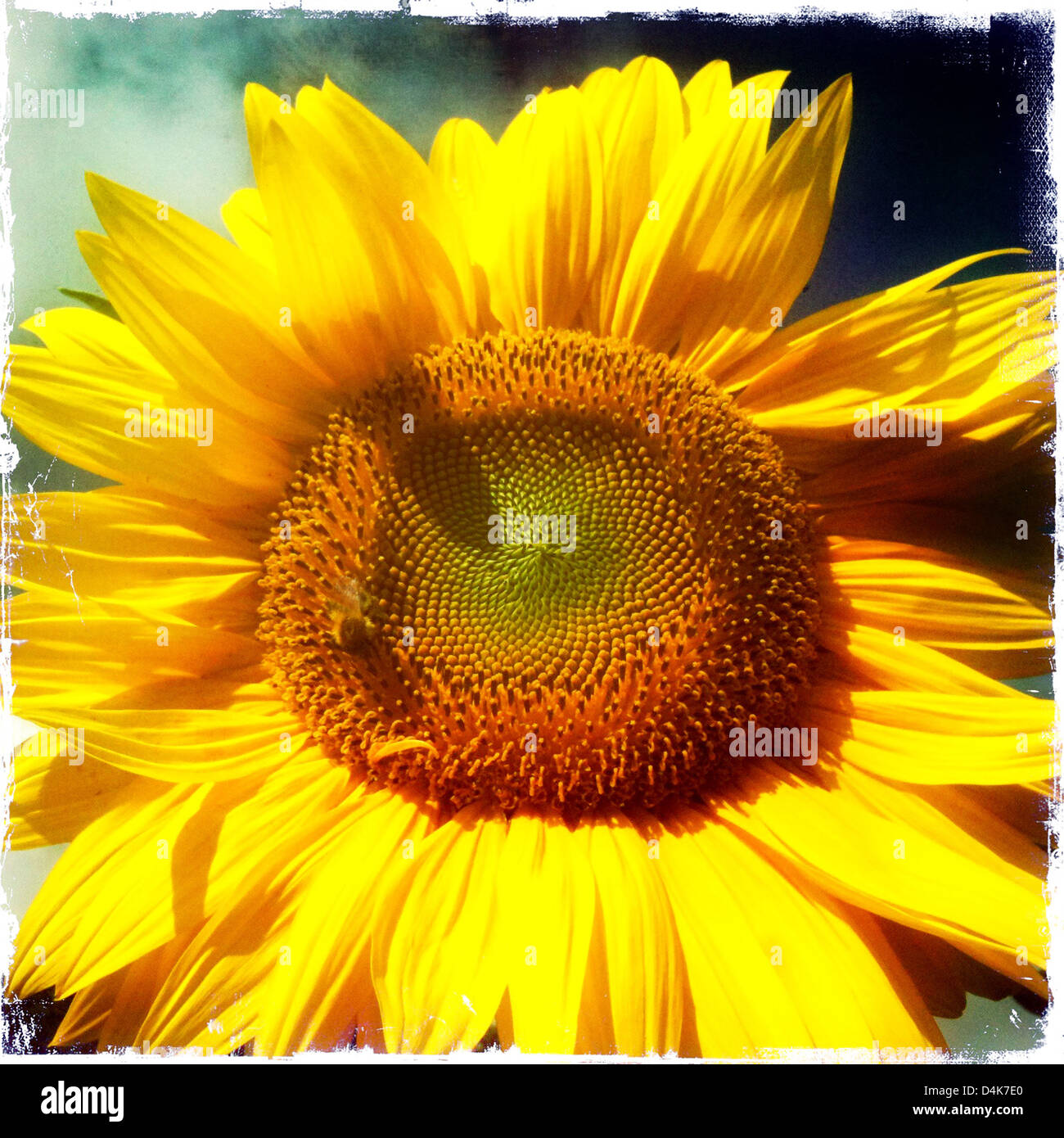 Close up detail of a sunflower. Taken using iphone and hipstamatic app ...