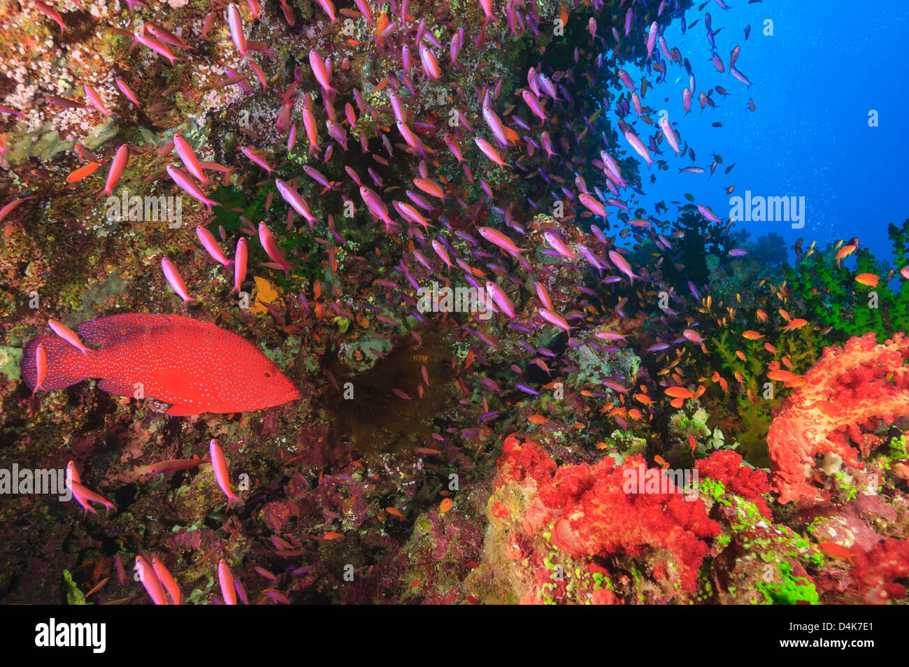 Colorful fish swimming in coral reef Stock Photo - Alamy