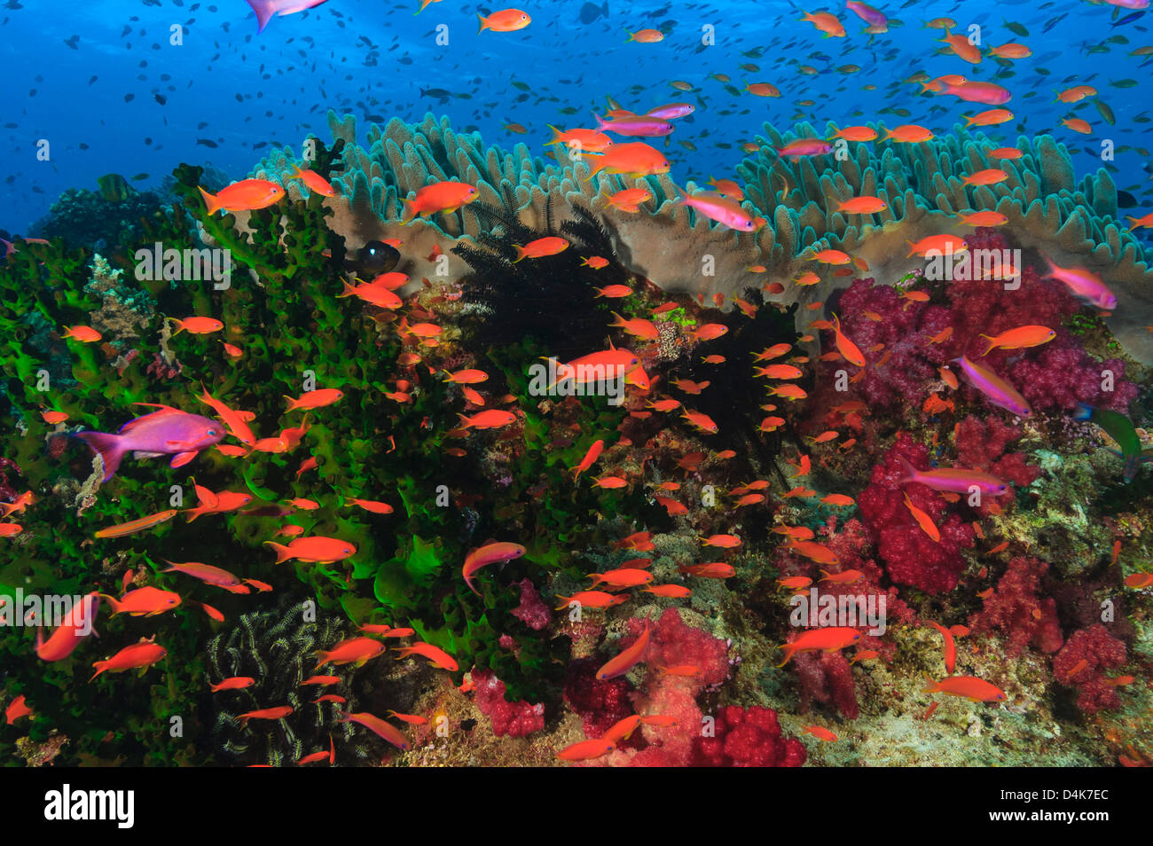 Colorful fish swimming in coral reef Stock Photo - Alamy