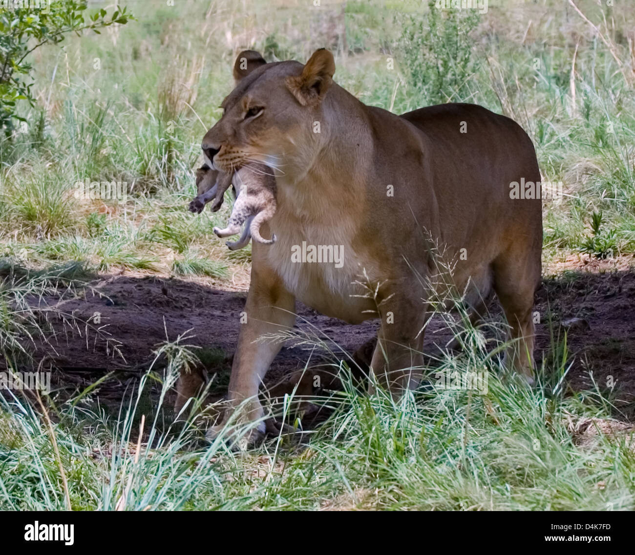 A lioness carrying it's cub Stock Photo - Alamy