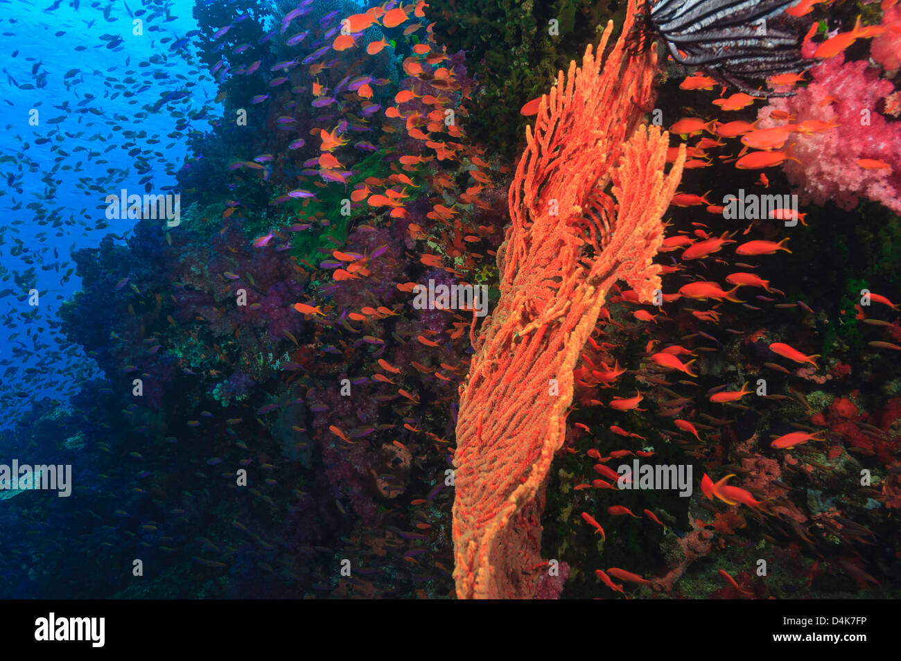Colorful fish swimming in coral reef Stock Photo - Alamy