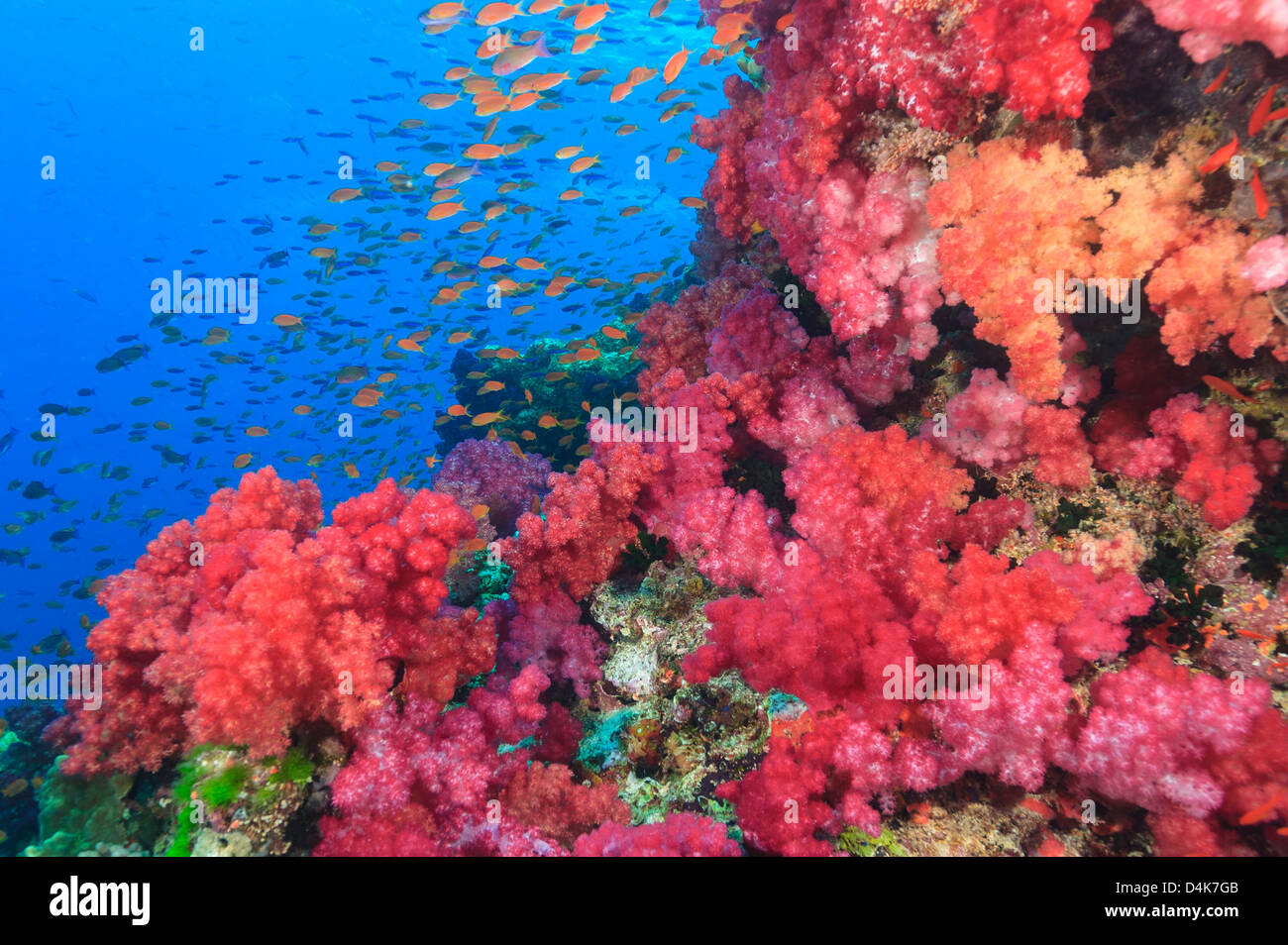 Colorful fish swimming in coral reef Stock Photo - Alamy