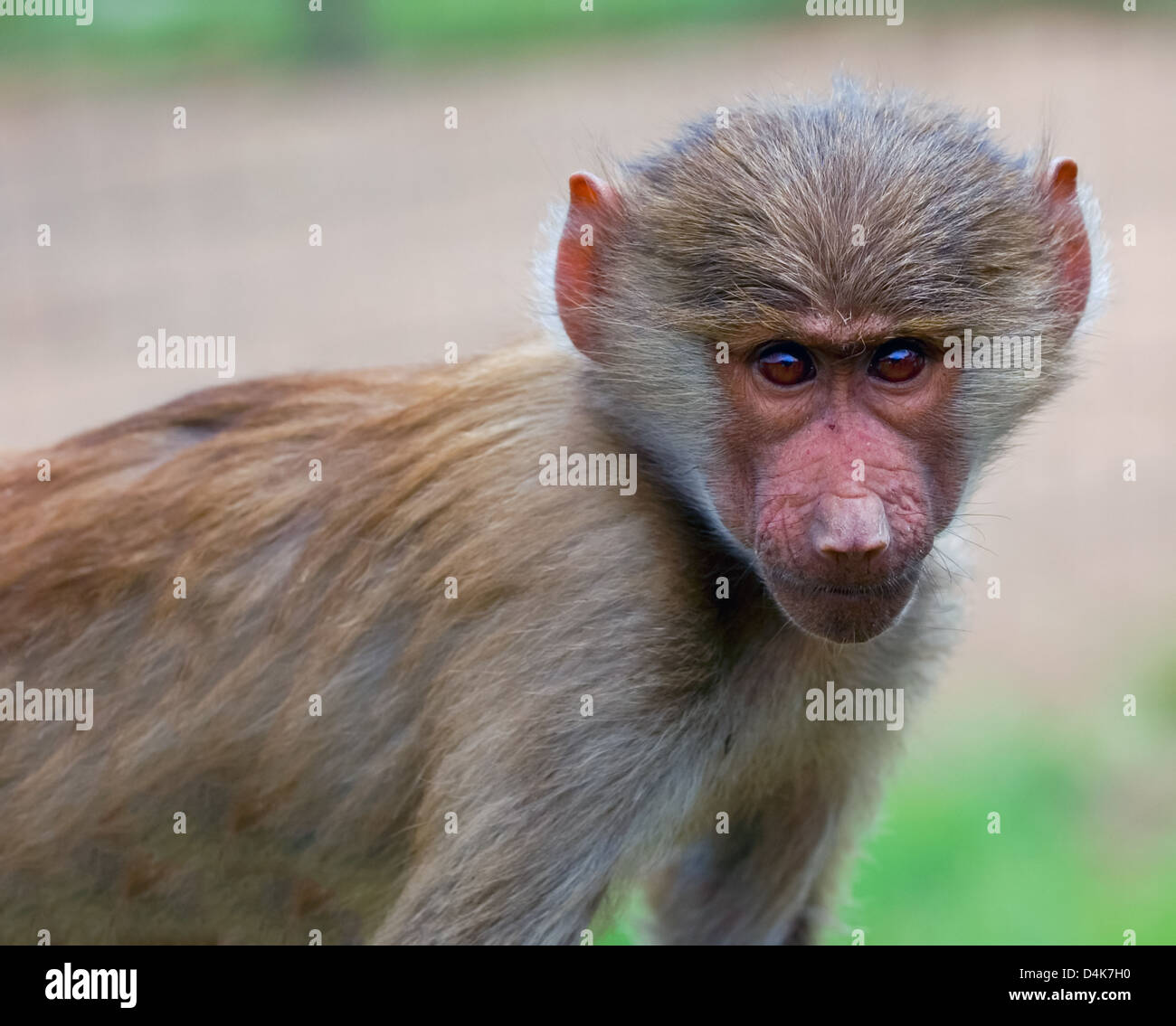 A baby baboon Stock Photo - Alamy