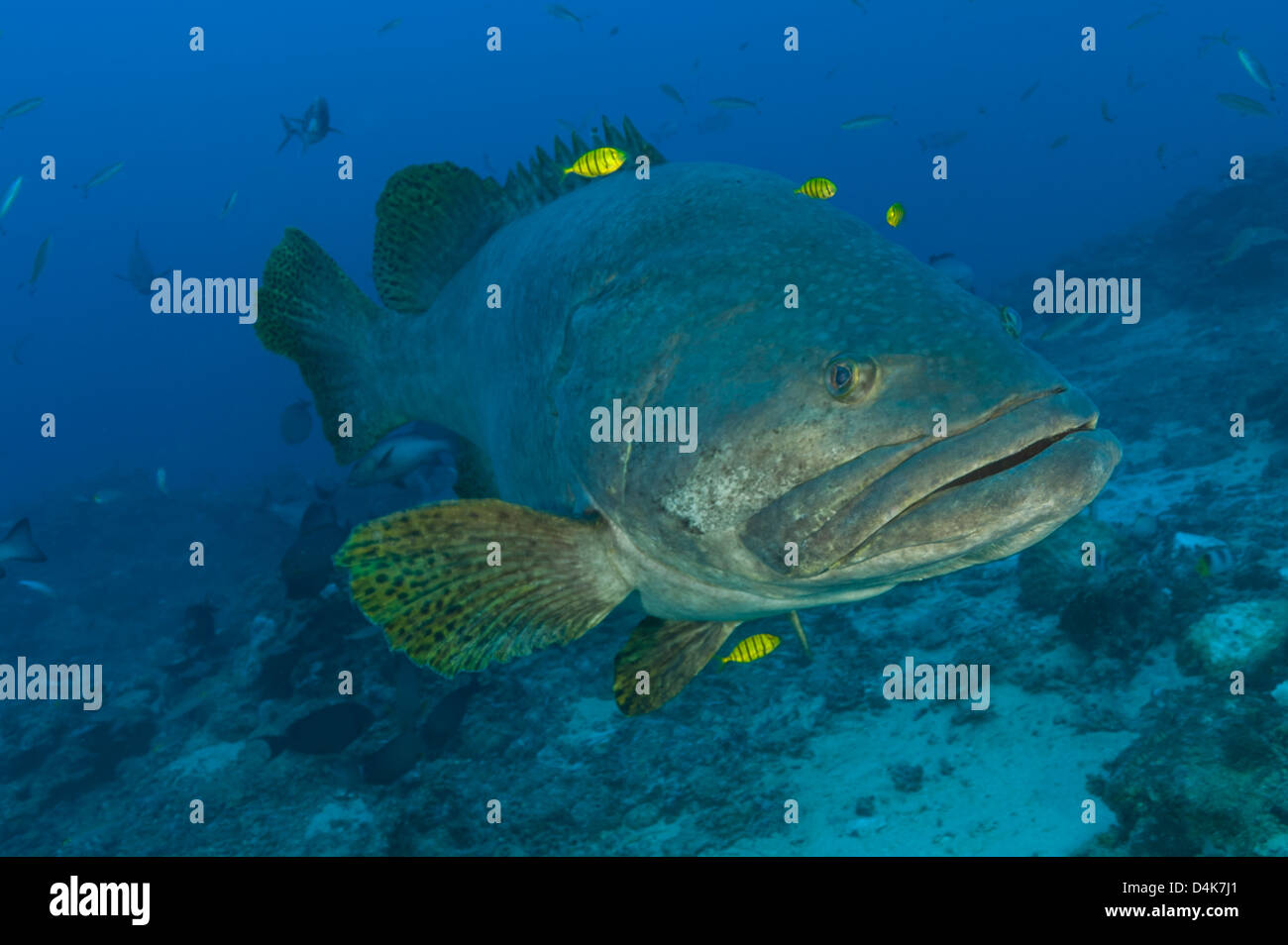 Grouper fish with pilot fish underwater Stock Photo - Alamy