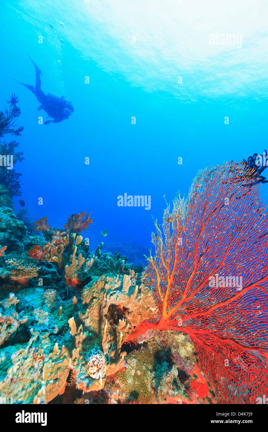 Diver swimming in coral reef Stock Photo - Alamy