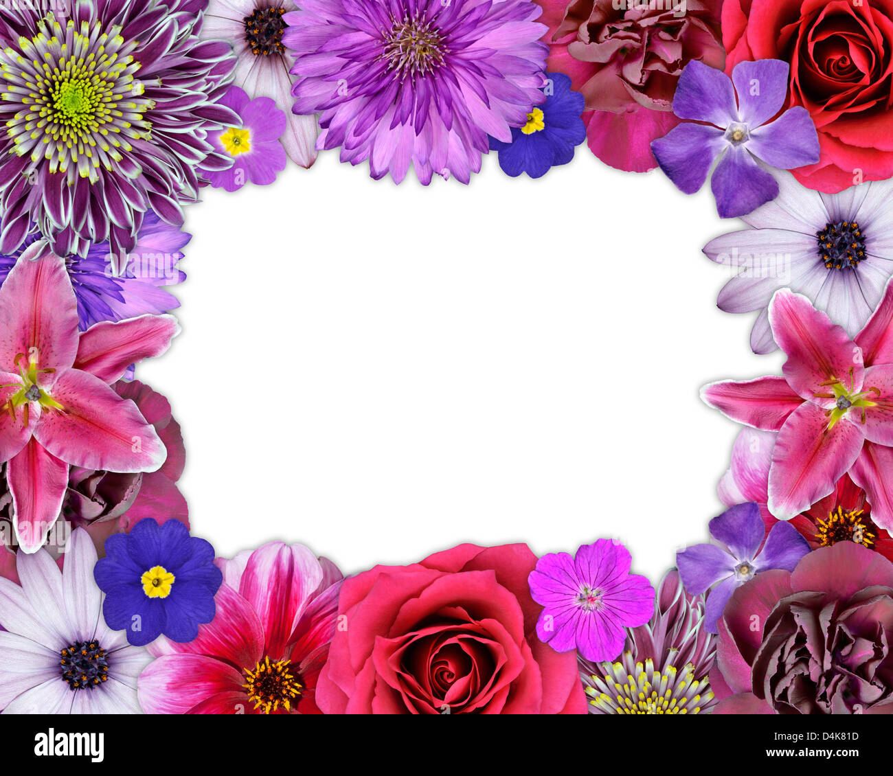 flower frame collection pink purple blue red white set dahlia ...