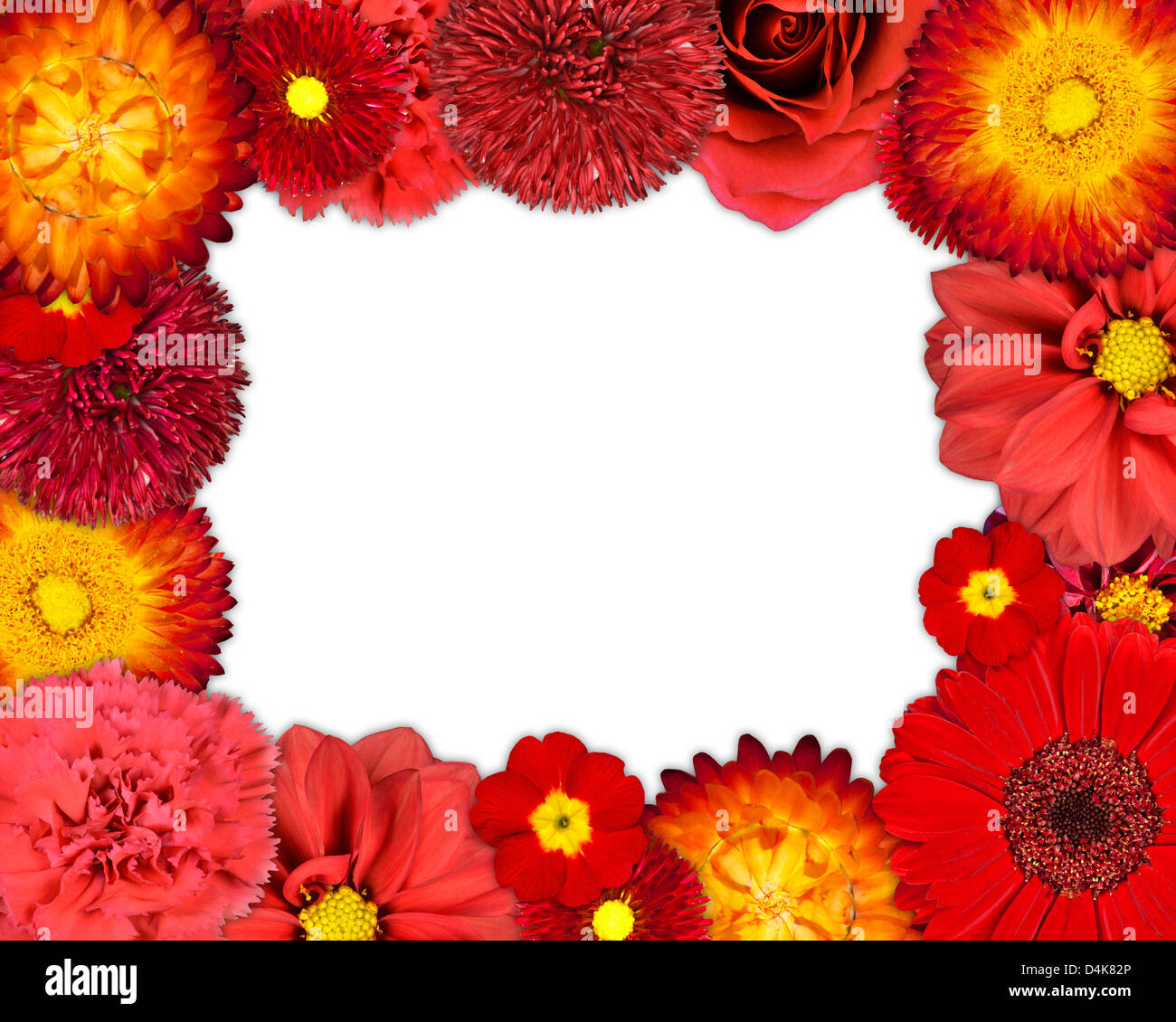 Flower Frame with Selection of Red Flowers with Isolated on White ...