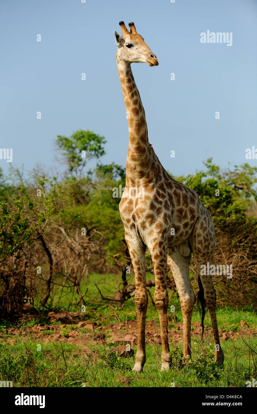A giraffe seen in the Phinda Game Reserve in KwaZulu-Natal, South ...