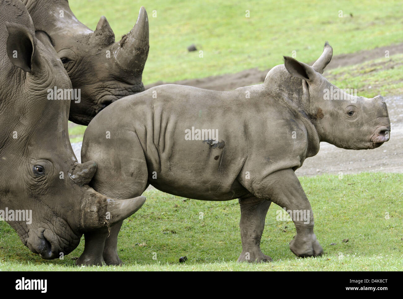 Young rhinoceros ?Naruna? discovers her environment in the presence of ...