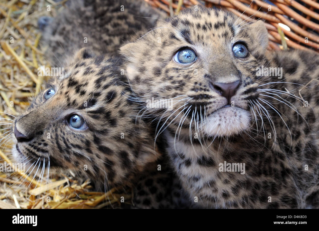 Baby North Chinese Leopard