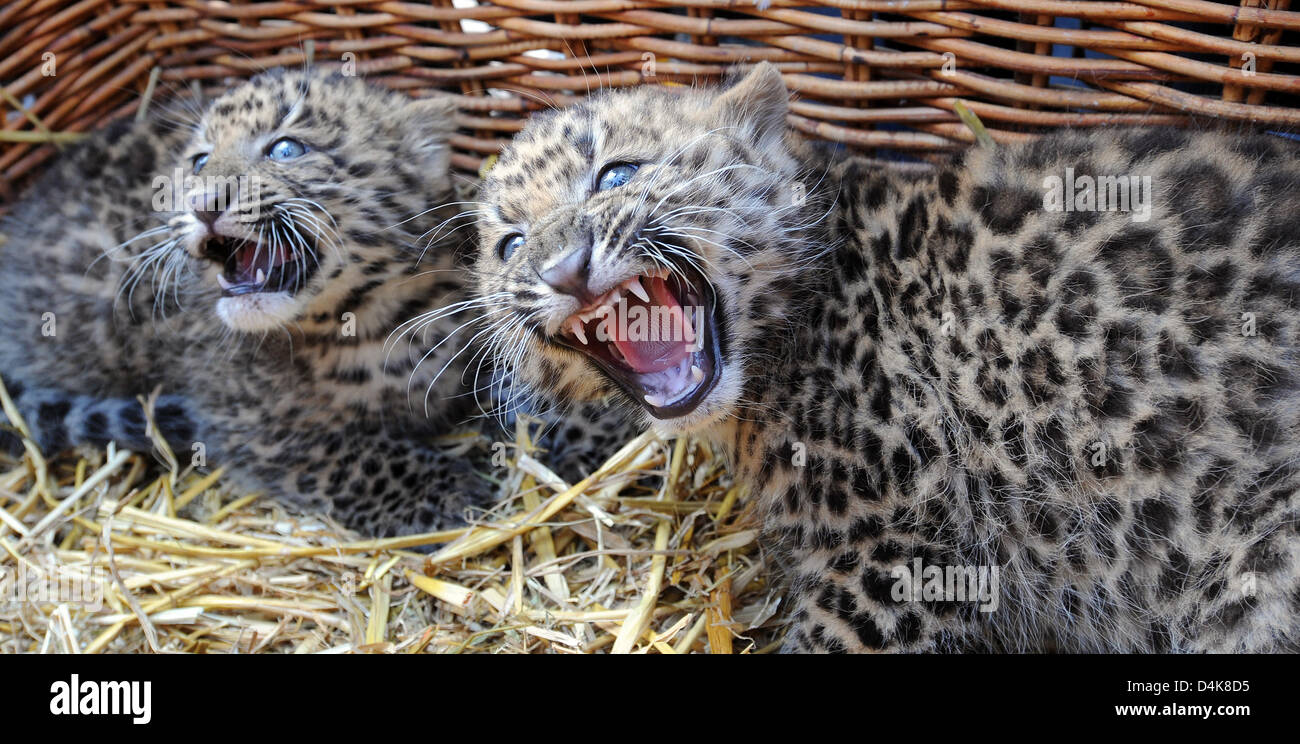 Baby North Chinese Leopard