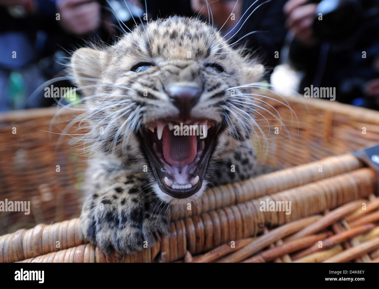 Baby North Chinese Leopard