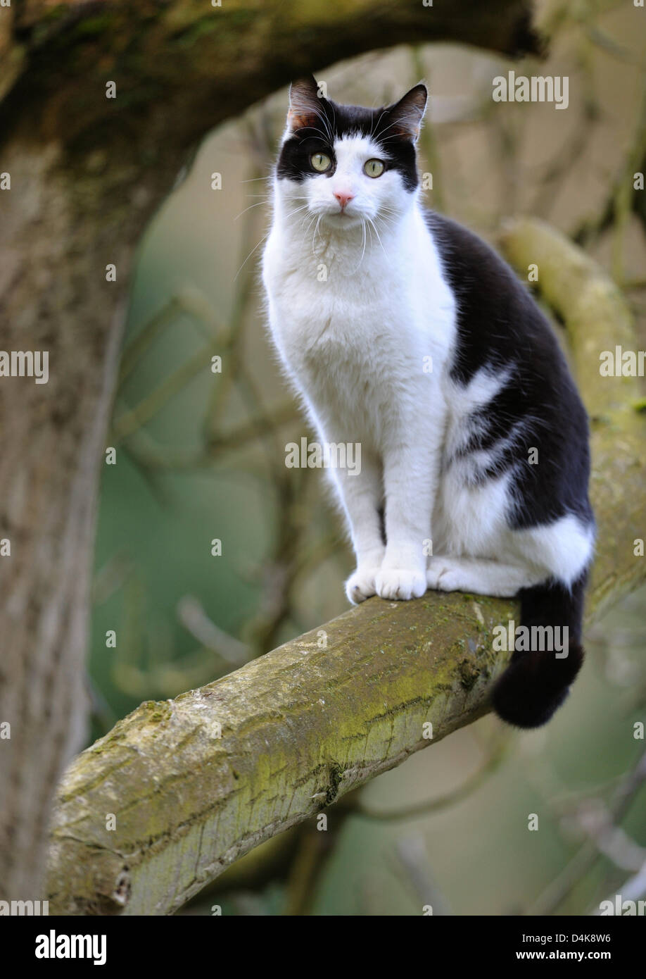 A black-and-white tomcat sits on a thick branch of a tree in Bad Ems ...