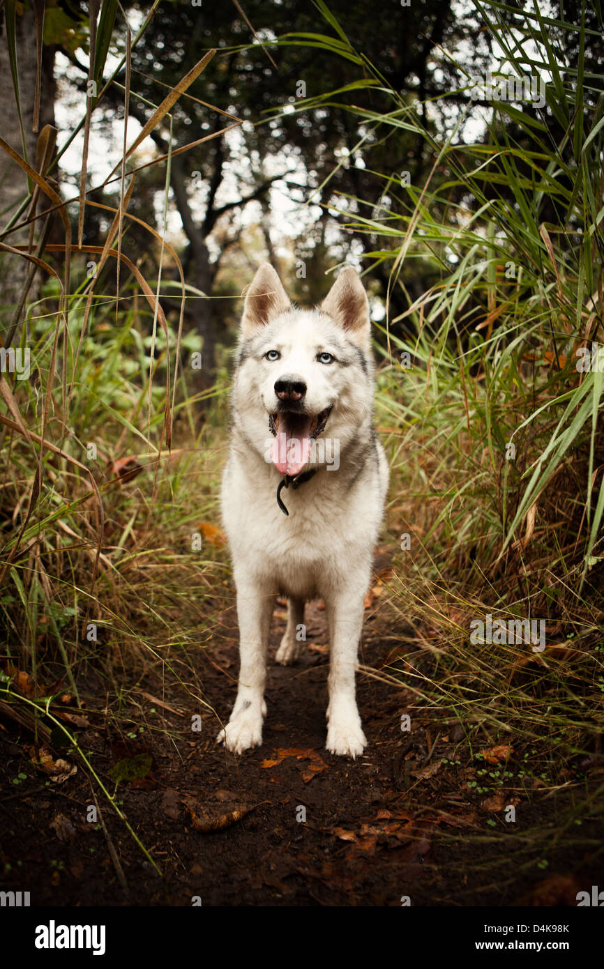 Panting animal hi-res stock photography and images - Alamy