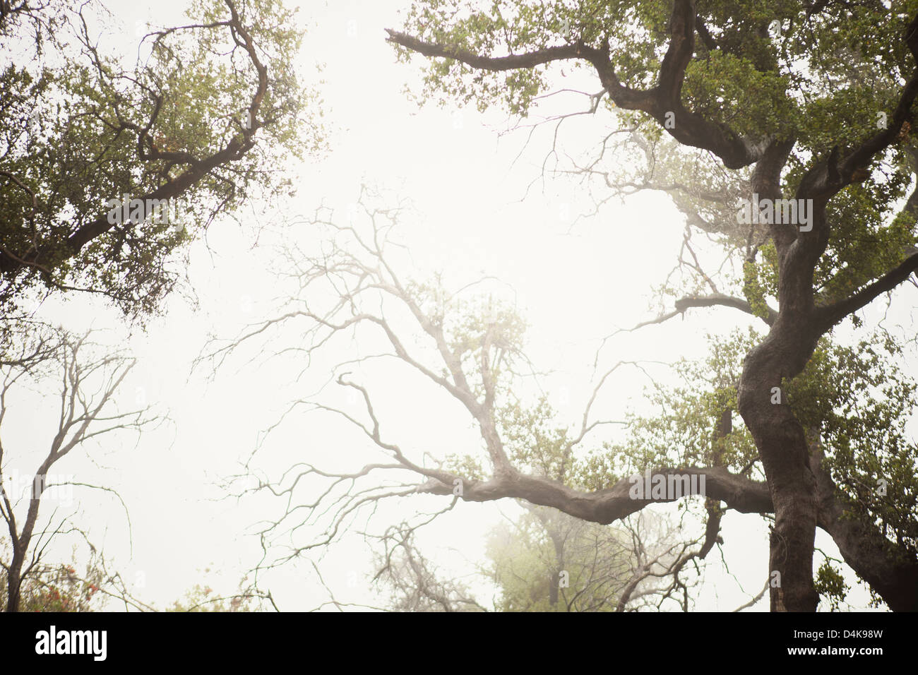 Rolling in forest hi-res stock photography and images - Alamy