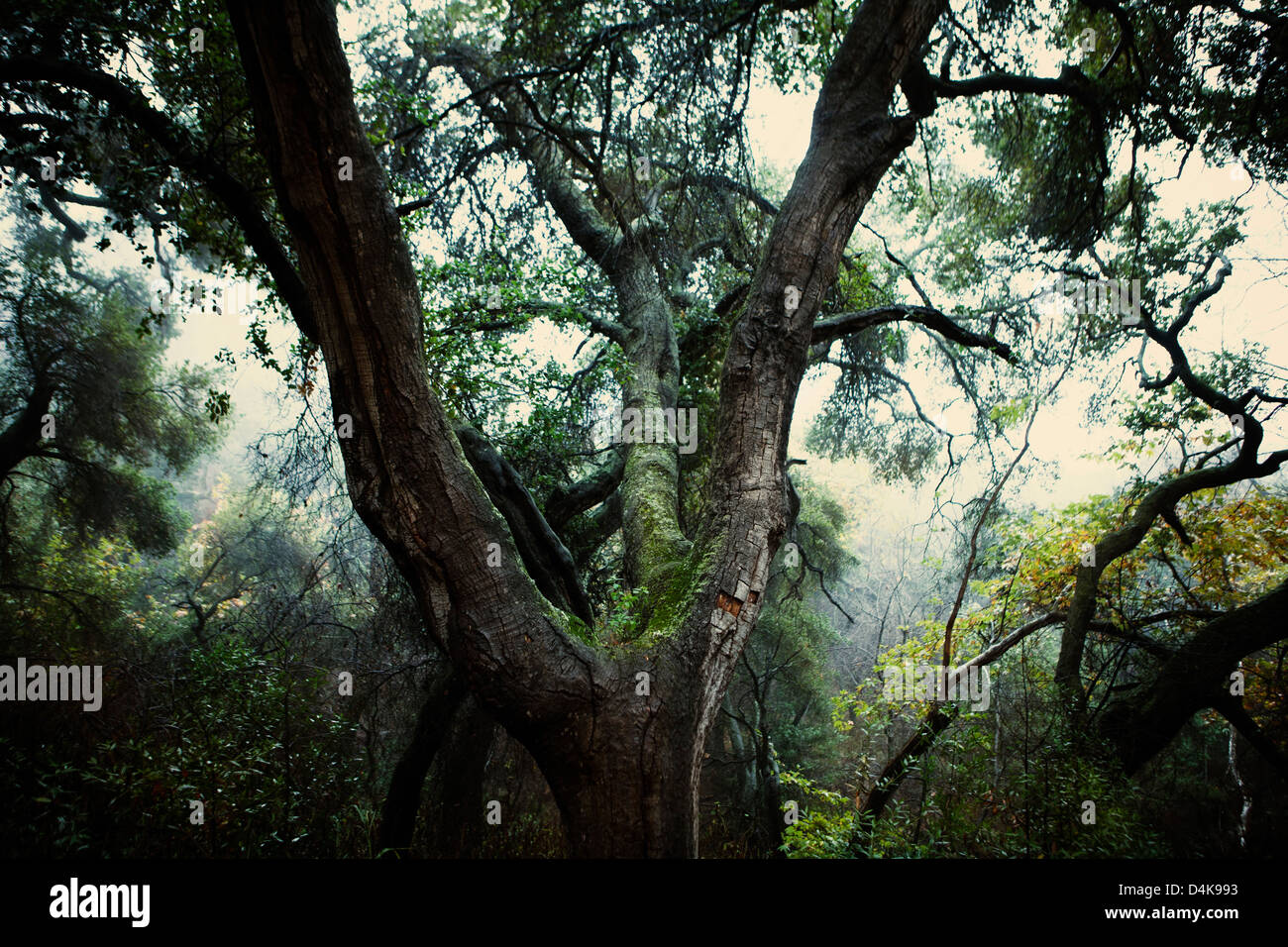 Mossy tree growing in hi-res stock photography and images - Alamy