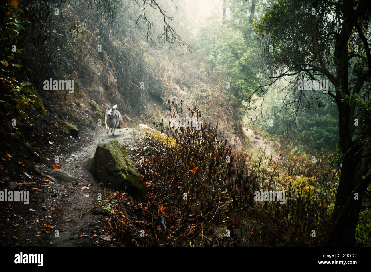 Dog running on dirt path in forest Stock Photo - Alamy