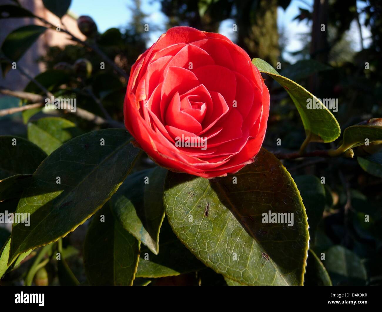A Japanese Camelia (lat.: Camellia japonica) pictured in a garden near ...