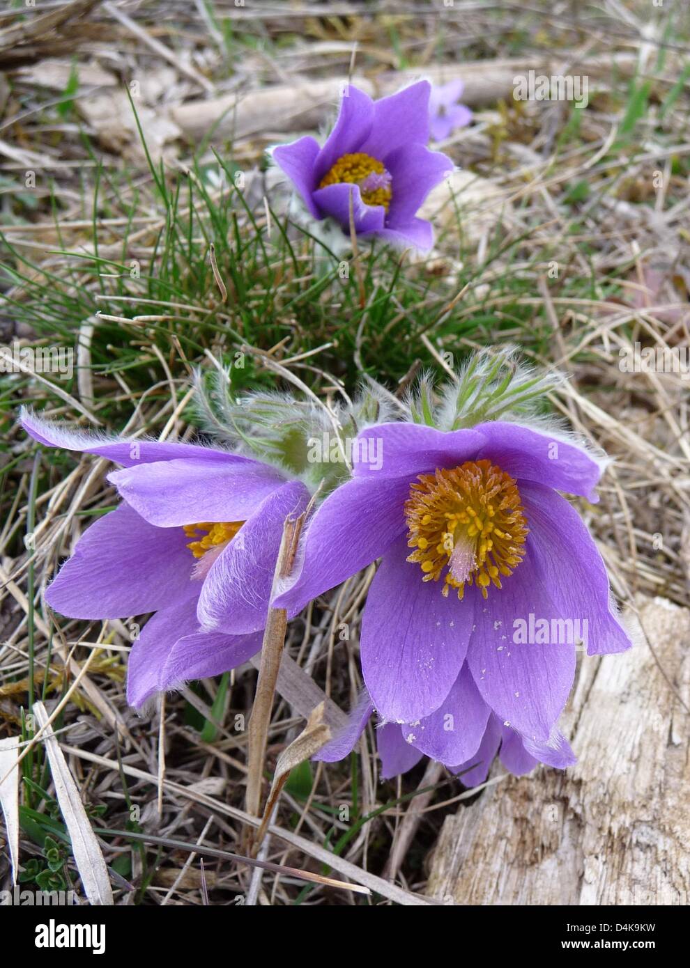 Common Pasque flower (lat.: Pulsatilla vulgaris) pictured near Huenfeld ...