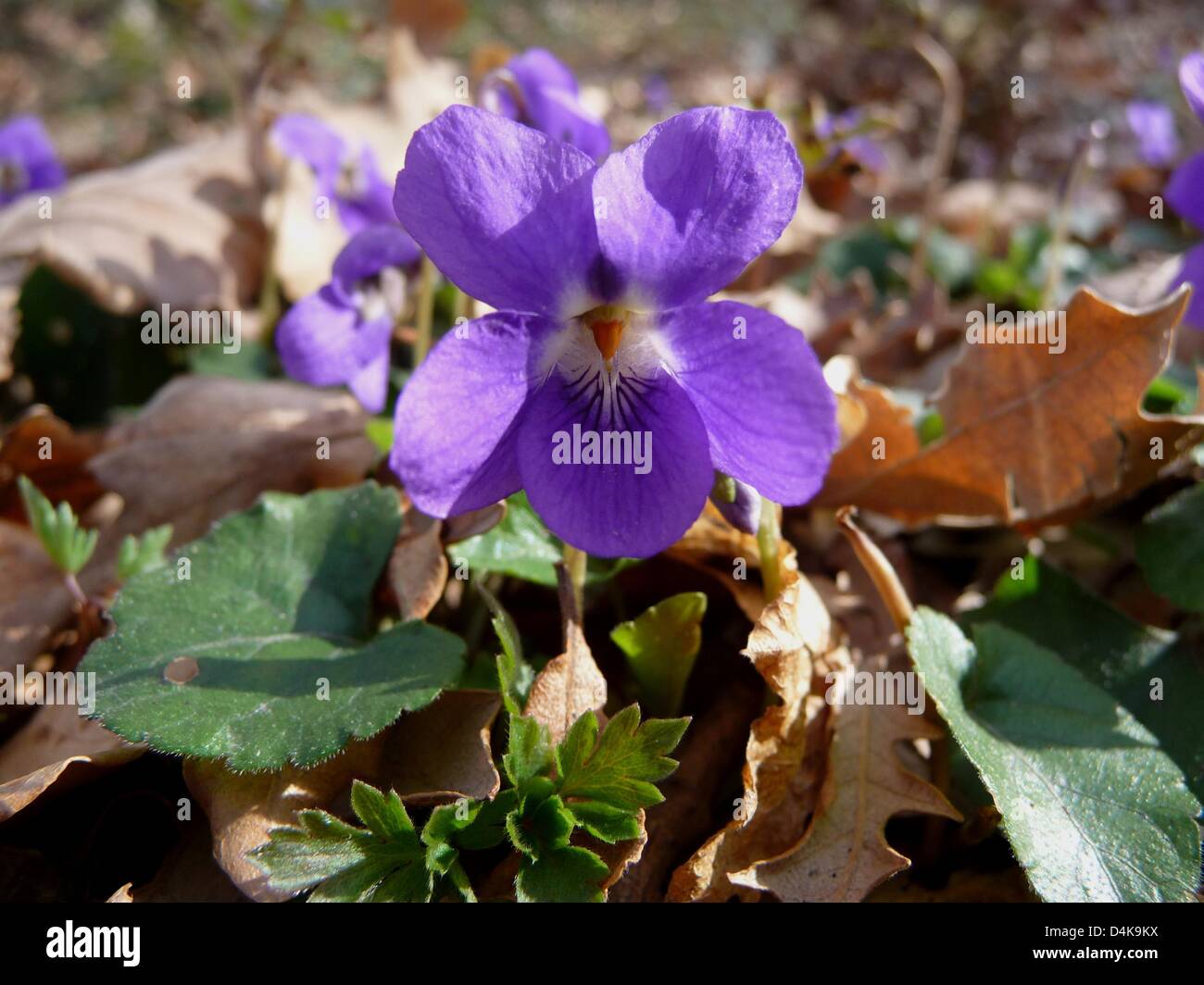 A violet pictured in a wood near Rome, Italy, 10 March 2009. Photo ...