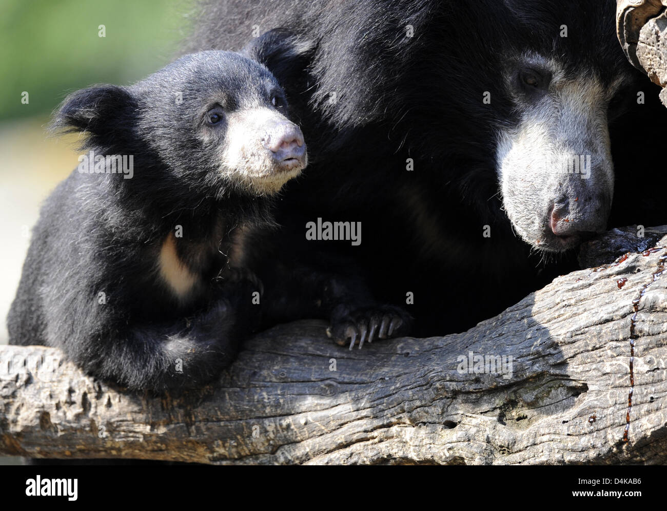 The little bear ?Devi? and her mother ?Sutra? explore the enclosure at ...