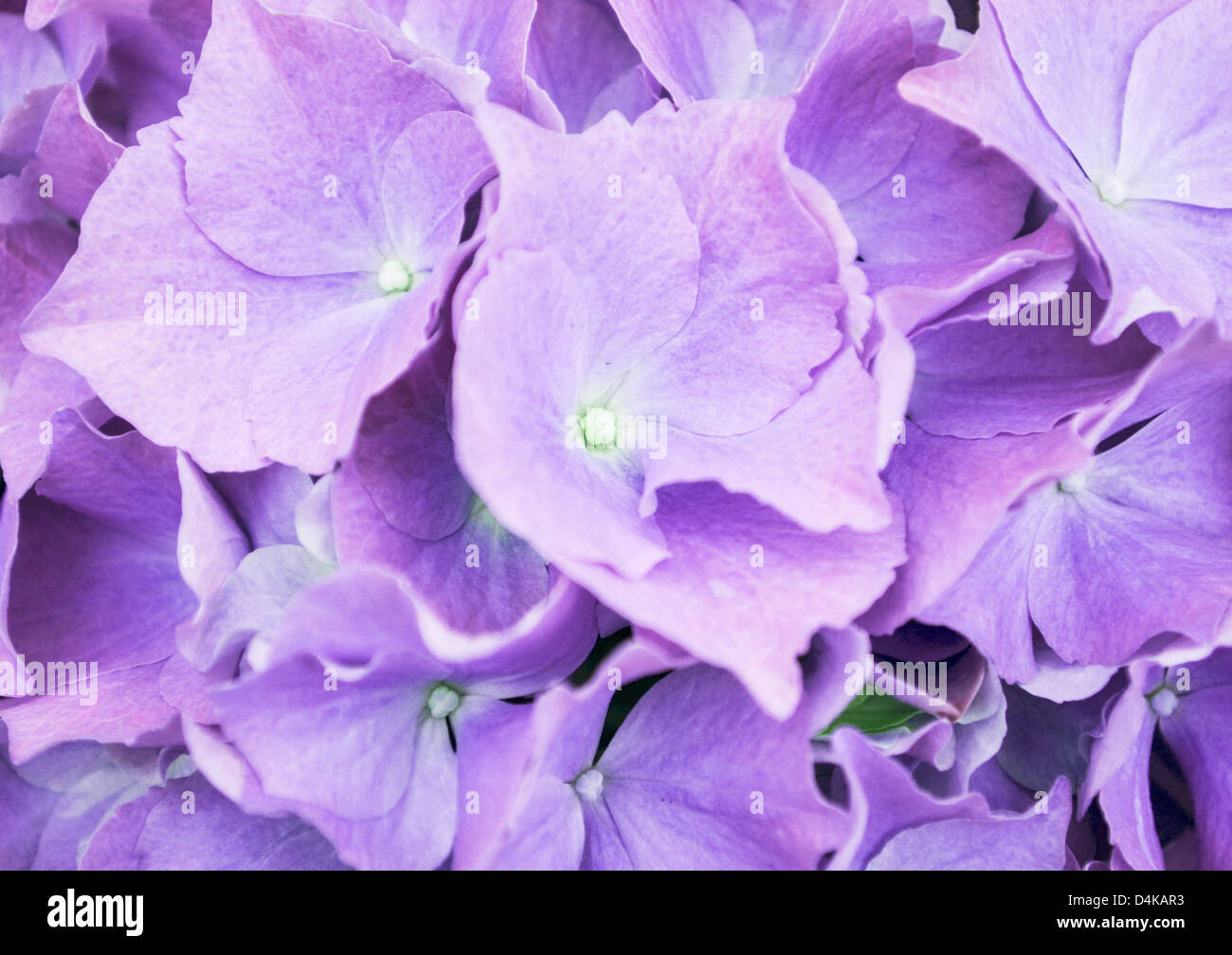 Beautiful spring background with fresh purple flowers Stock Photo - Alamy