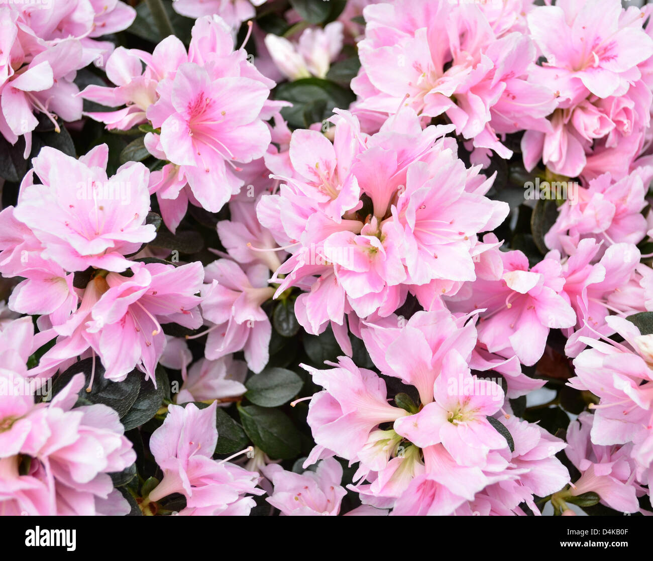 Beautiful spring pink flowers Stock Photo - Alamy