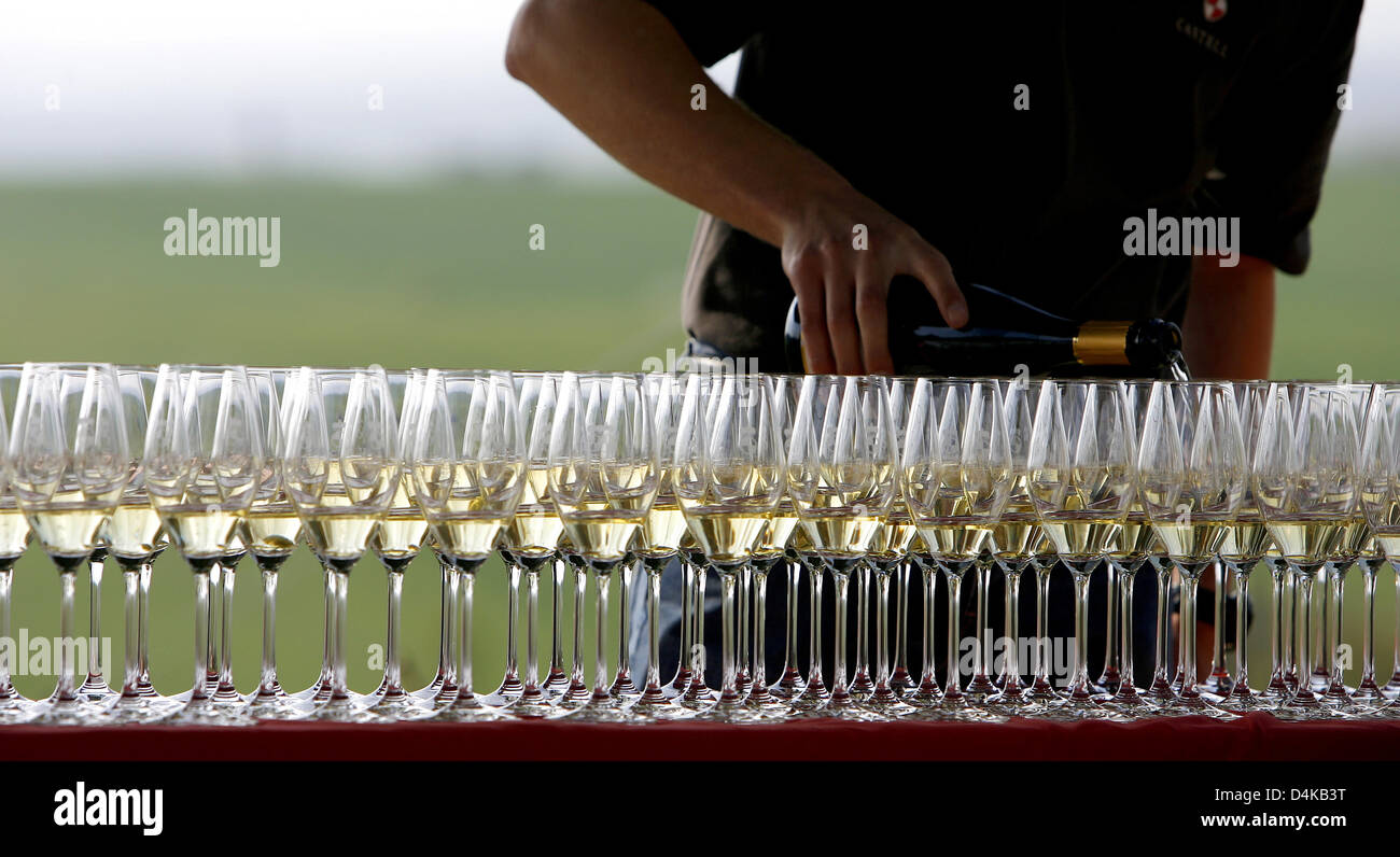 On the occasion of the 350th anniversary of the grape variety Sylvaner ...