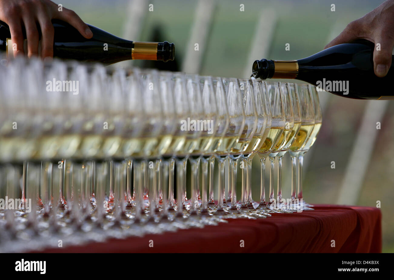 On the occasion of the 350th anniversary of the grape variety Sylvaner ...