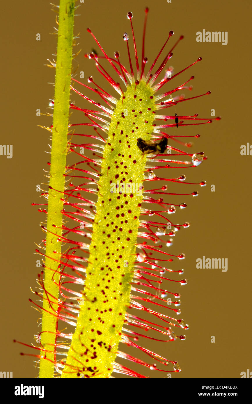 Drosera capensis - Cape sundew close up Stock Photo - Alamy
