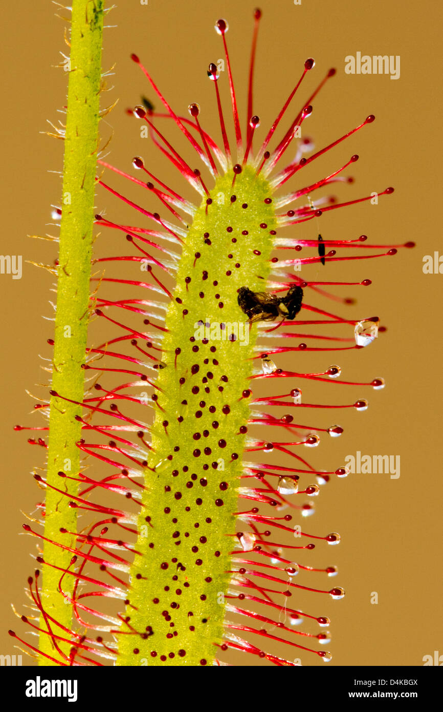Drosera capensis - Cape sundew close up Stock Photo - Alamy