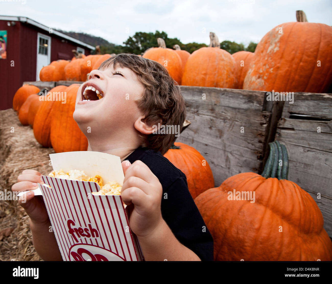 Boy eating popcorn in pumpkin patch Stock Photo - Alamy