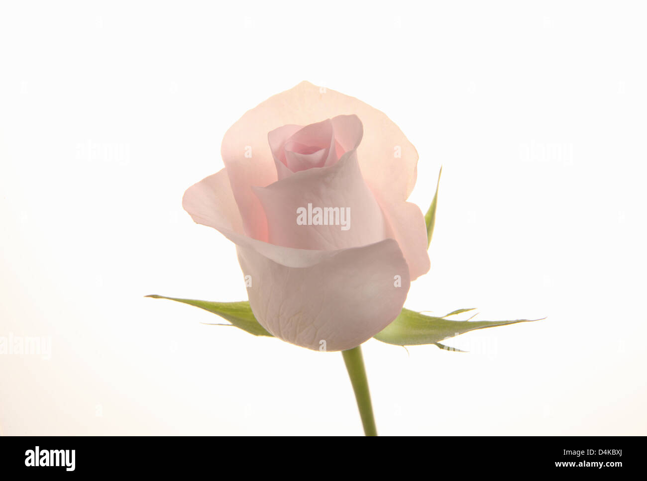 Close up rose hi-res stock photography and images - Alamy