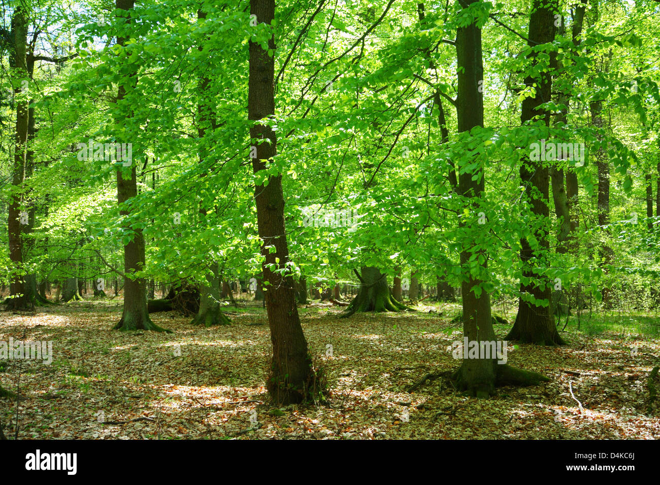 Fresh, light green foliage on beeches in a deciduous forest in ...