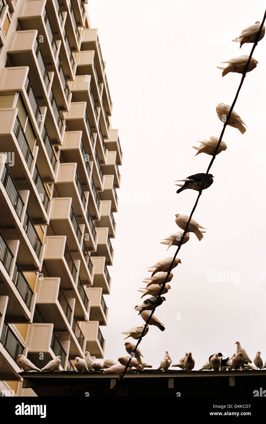 Birds perched on wire and balcony Stock Photo - Alamy