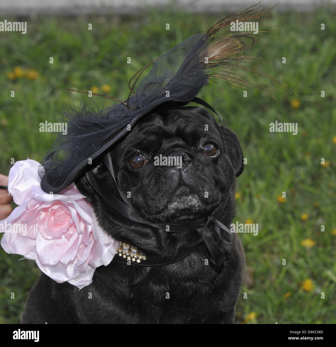 Four year old pug Pauline, seen during a pug party in Munich, Germany ...
