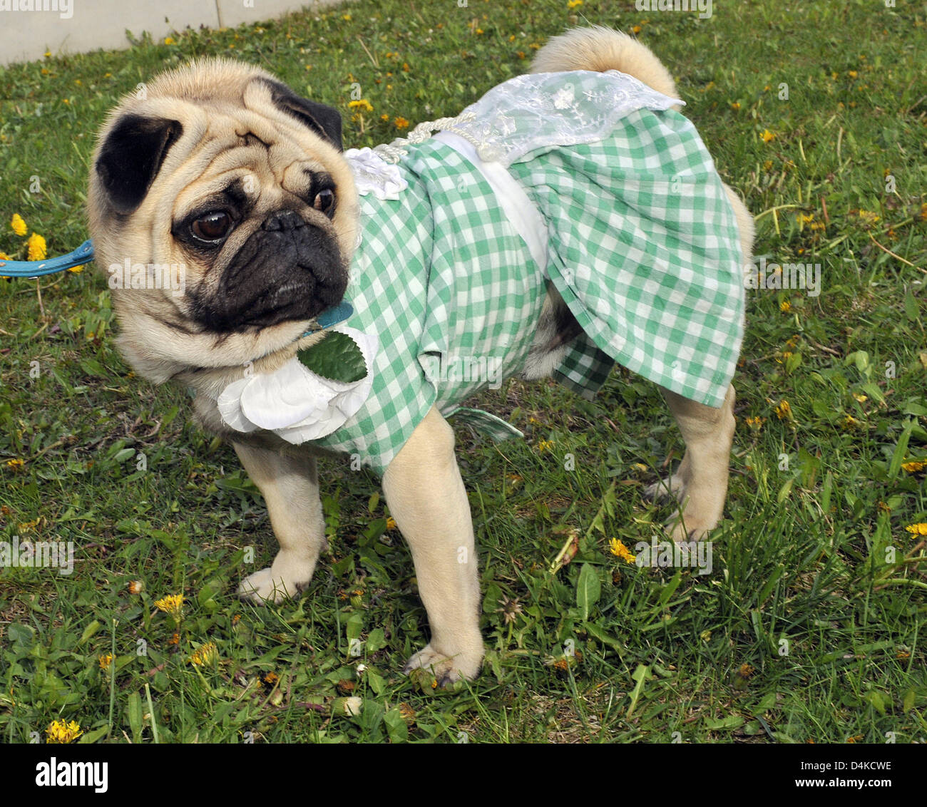 Four year old pug Pauline, seen during a pug party in Munich, Germany ...
