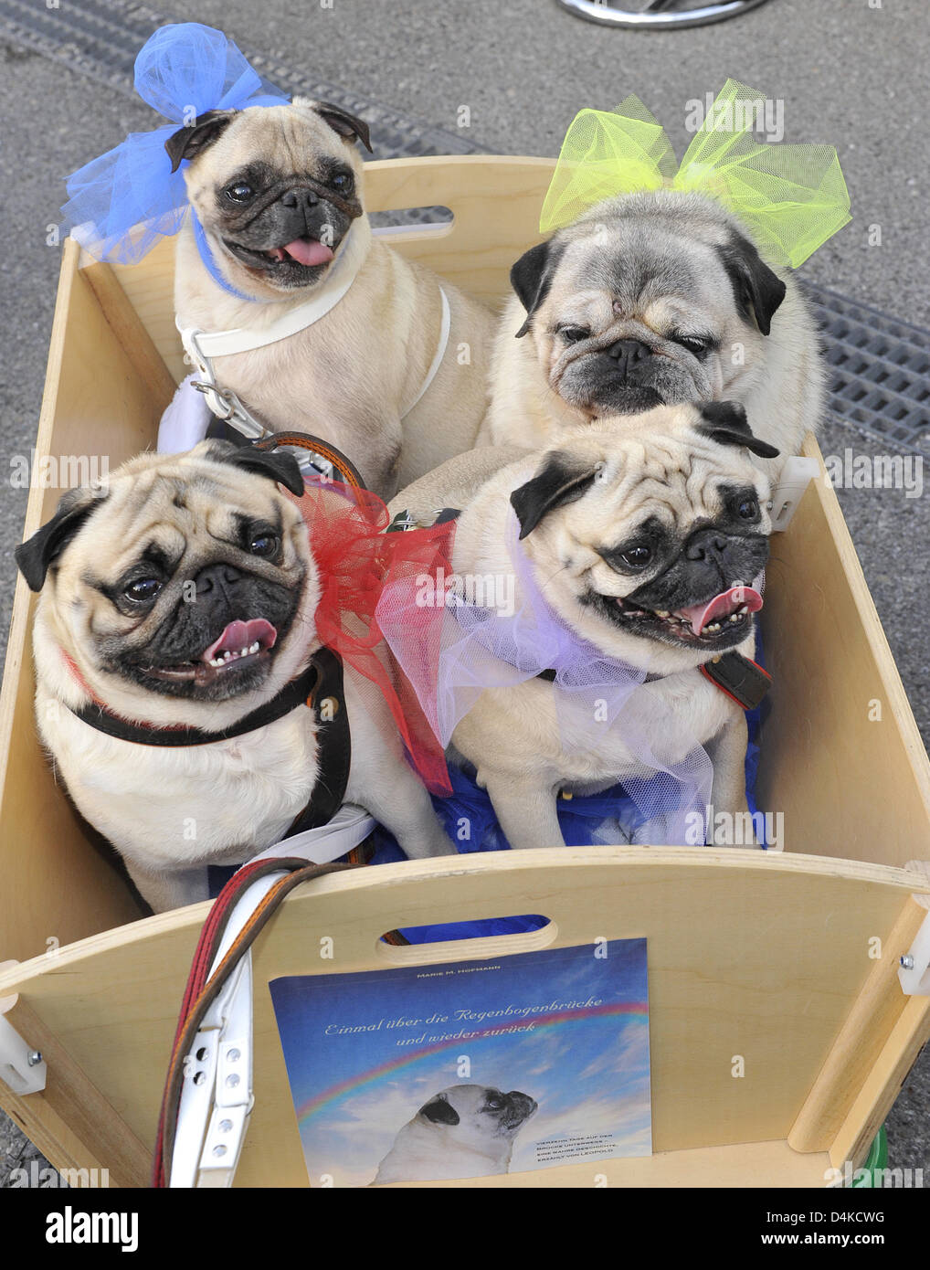 Four pugs seen during a pug party in Munich, Germany, 25 April 2009 ...